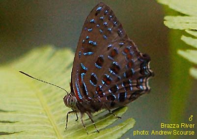 Papua Insects Foundation (Lepidoptera/Lycaenidae/Lycaeninae ...